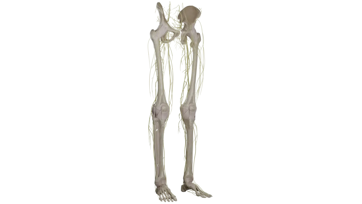 3d Anatomy Model Of Lower Limb Bones Voka